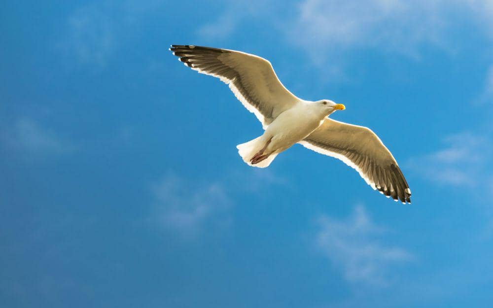 5 Fakta Menarik dari Burung Camar | IDN Times
