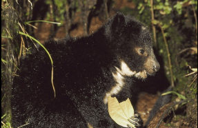 5 Fakta Unik Dingiso, Kanguru Pohon yang Mirip dengan Koala | IDN Times