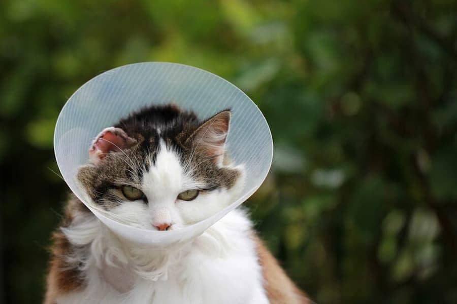 Bahaya Obat Kutu Terjilat Kucing, Bisa Sebabkan Kematian? | IDN Times