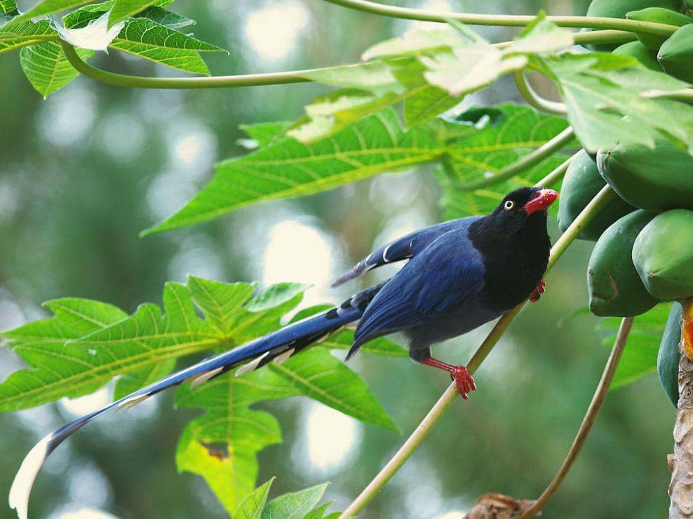 6 Fakta Burung Formosan Blue Magpie, Saudaranya Gagak! | IDN Times