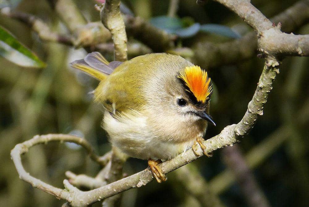 5 Fakta Menarik Goldcrest, Jambulnya Keren! | IDN Times