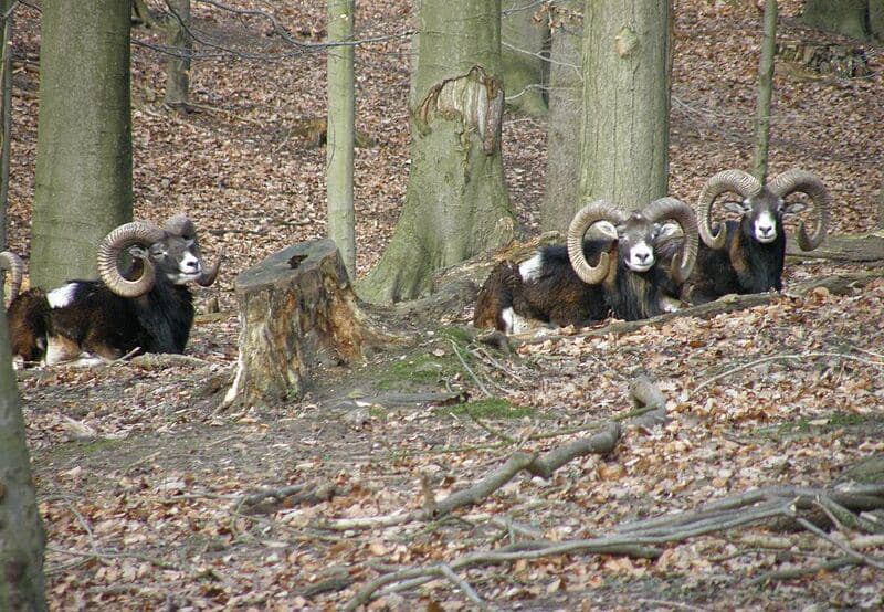 5 Fakta Unik Argali, Spesies Domba Terbesar di Dunia! | IDN Times