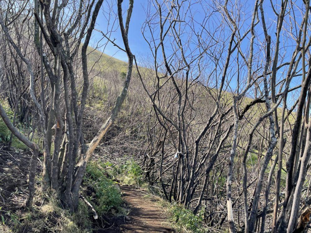 10 Potret Keindahan Puncak Sarah Klopo via Kedungudi | IDN Times Jatim