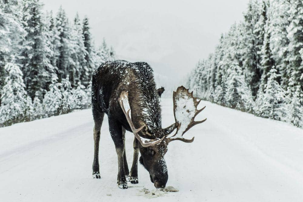 5 Fakta Unik Rusa Moose, Apa Bedanya dengan Rusa Biasa? | IDN Times