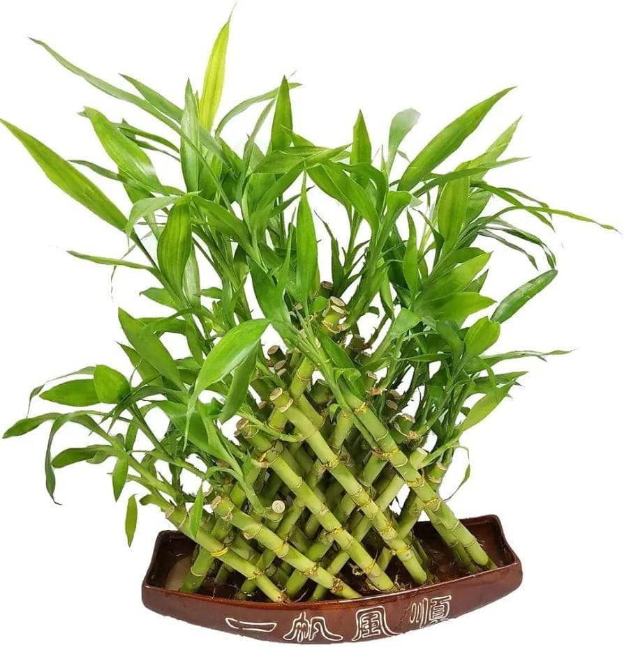 5 Fakta Lucky Bamboo, Tanaman yang Menyeimbangkan Elemen dal | IDN Times