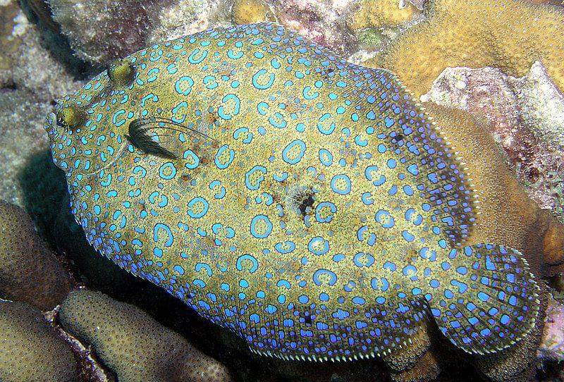 7 Fakta Unik Ikan Sebelah, Matanya Geser saat Tumbuh Dewasa! | IDN Times