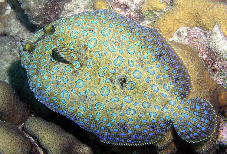 7 Fakta Unik Ikan Sebelah, Matanya Geser saat Tumbuh Dewasa! | IDN Times