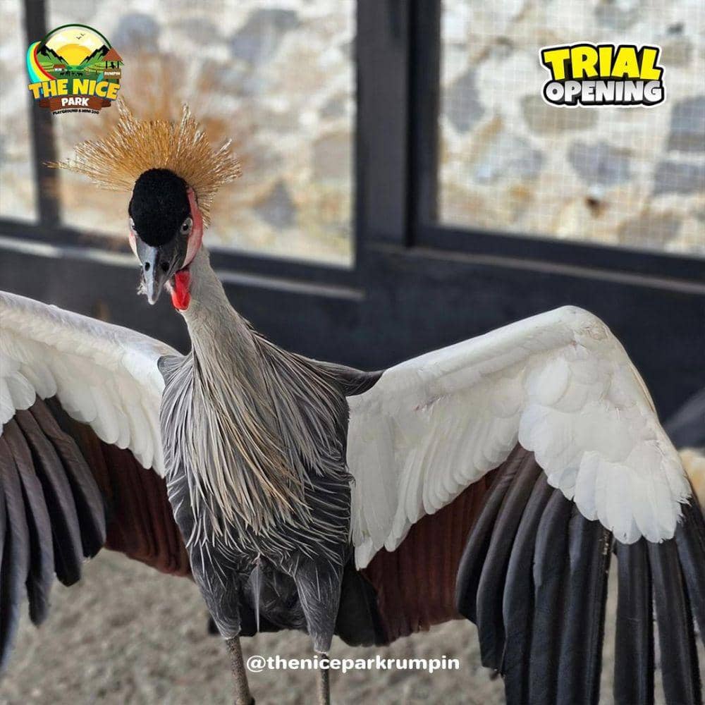 Wisata The Nice Park Rumpin Bogor: Lokasi, Rute, dan HTM | IDN Times