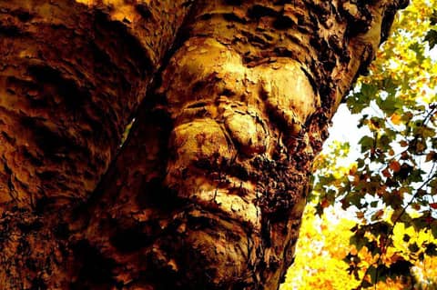 Fakta Pareidolia, Sering Melihat Wajah pada Berbagai Benda | IDN Times