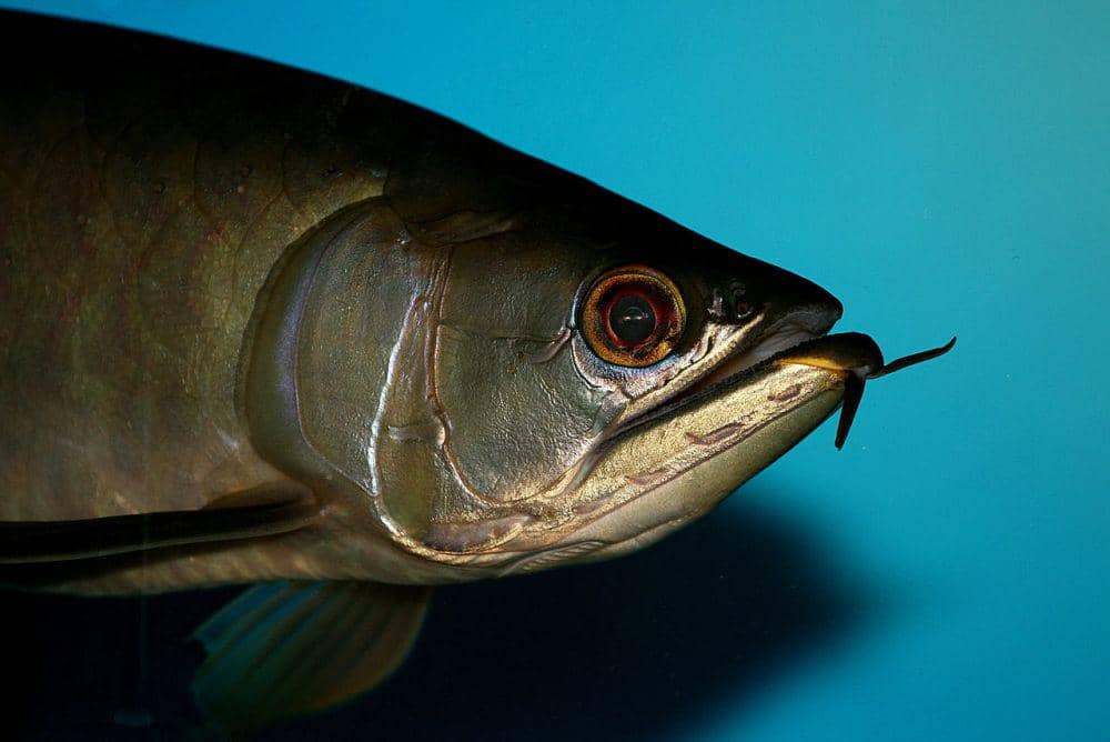 Mengenal Arwana dari Genus Scleropages, Ada di Indonesia! | IDN Times