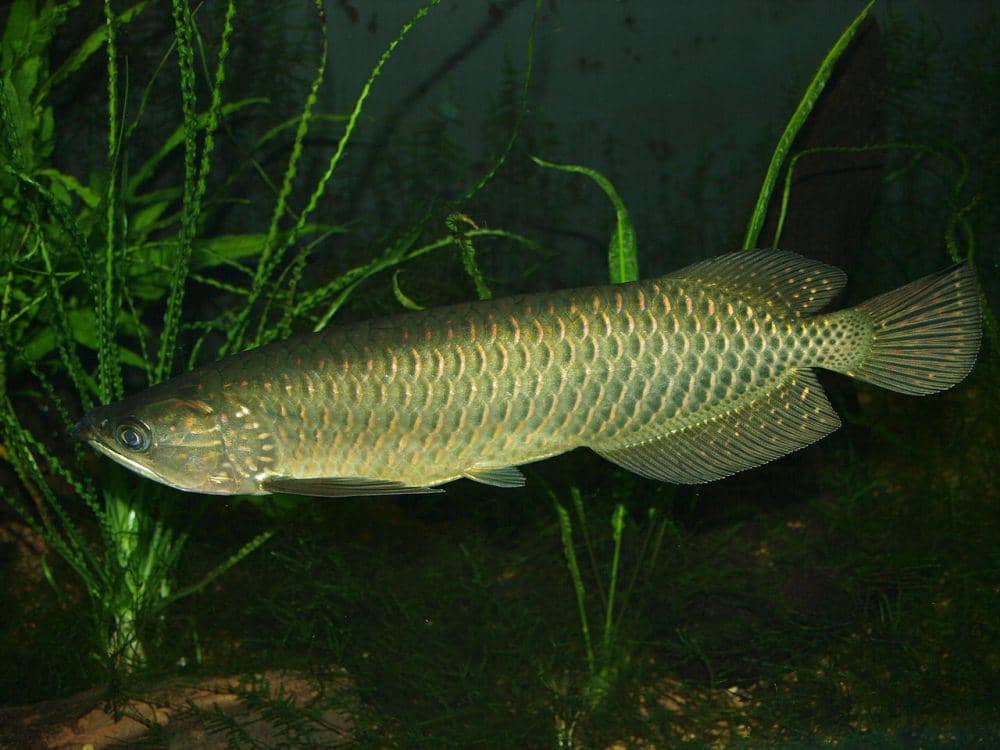 Mengenal Arwana dari Genus Scleropages, Ada di Indonesia! | IDN Times