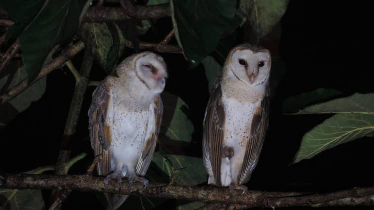 5 Spesies Burung Hantu yang Ada di Indonesia, Apa Saja? | IDN Times