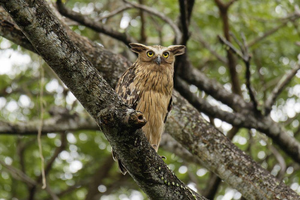 5 Spesies Burung Hantu yang Ada di Indonesia, Apa Saja? | IDN Times