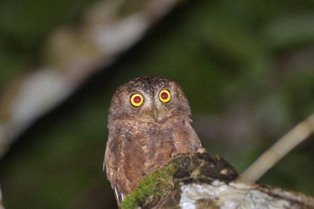 5 Spesies Burung Hantu yang Ada di Indonesia, Apa Saja? | IDN Times