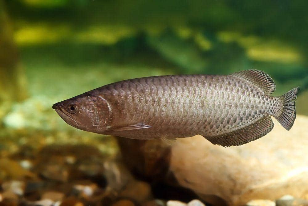 Mengenal Arwana dari Genus Scleropages, Ada di Indonesia! | IDN Times