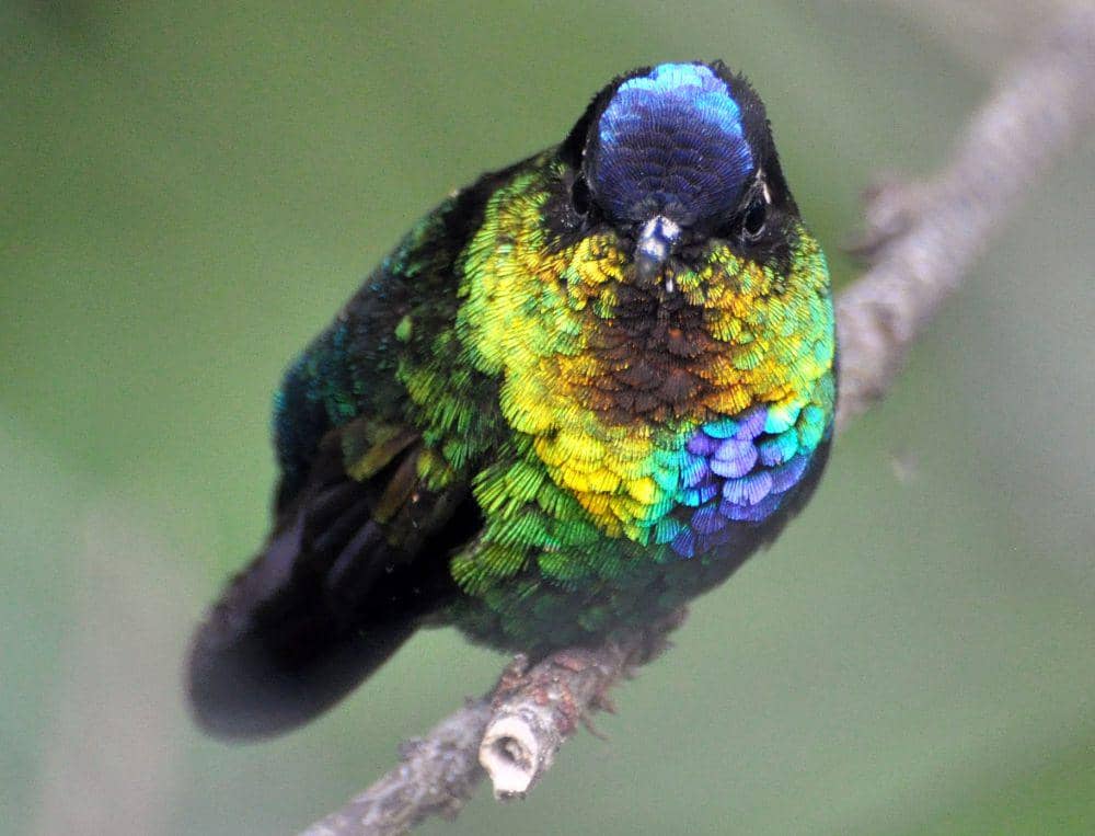 Fakta Menarik Burung Fiery-Throated Hummingbird, Bulunya bak | IDN Times