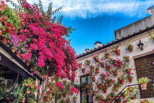 Apa itu Bunga Bougainvillea? Ini Makna dan Jenis-Jenisnya | IDN Times