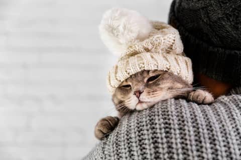 Berita Kucing Terkini dan Terbaru Hari Ini | IDN Times