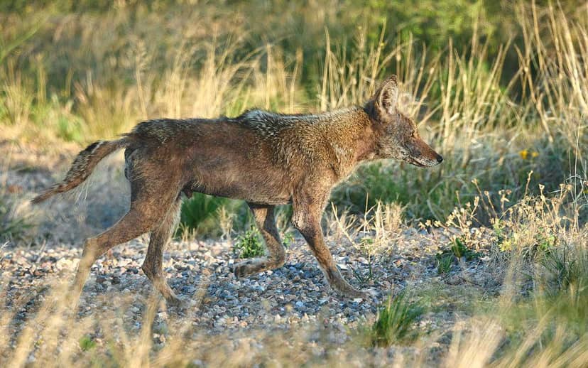 5 Fakta Coyote, Hewan Penting Bagi Penduduk Asli Amerika | IDN Times