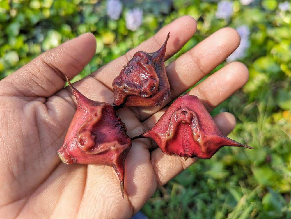5 Fakta Water Caltrop, Kacang yang Mirip Kepala Kerbau | IDN Times