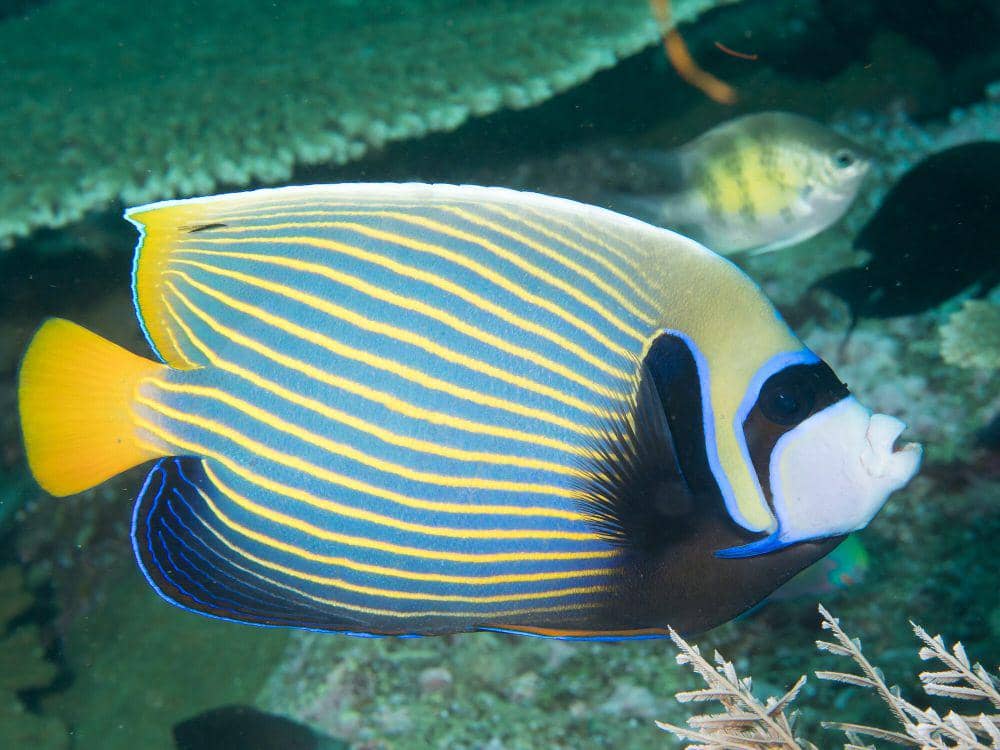 6 Fakta Emperor Angelfish, Ikan Memesona yang Teritorial | IDN Times