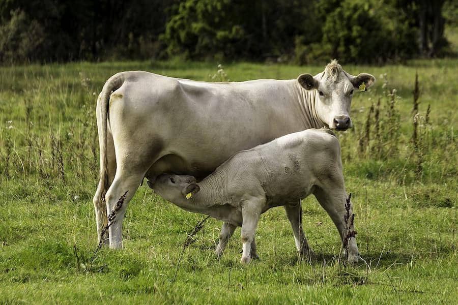 8 Sapi Terbesar di Dunia, Beratnya Bisa Mencapai 1,7 Ton | IDN Times