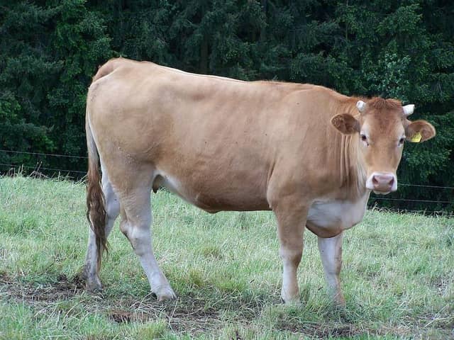 8 Sapi Terbesar di Dunia, Beratnya Bisa Mencapai 1,7 Ton | IDN Times