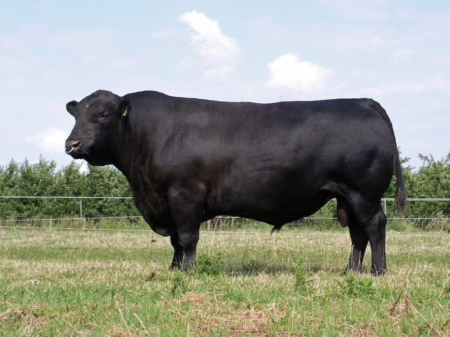 8 Sapi Terbesar di Dunia, Beratnya Bisa Mencapai 1,7 Ton | IDN Times