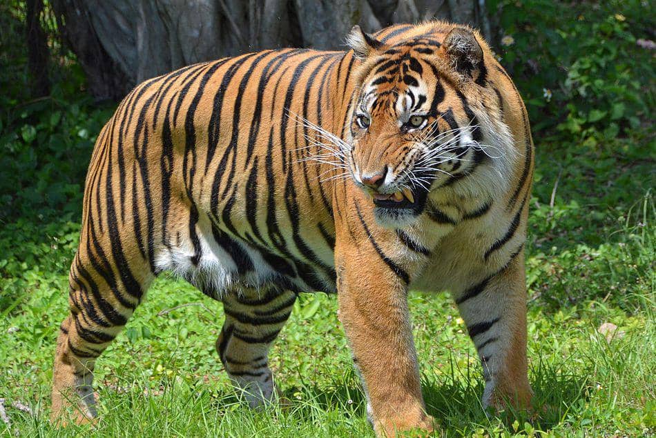 Apa Perbedaan Harimau Jawa, Sumatera dan Bali? Wajib Tahu | IDN Times