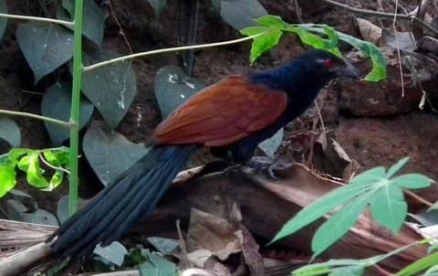10 Fakta Menarik Burung Bubut, Kehadirannya Pertanda Buruk? | IDN Times