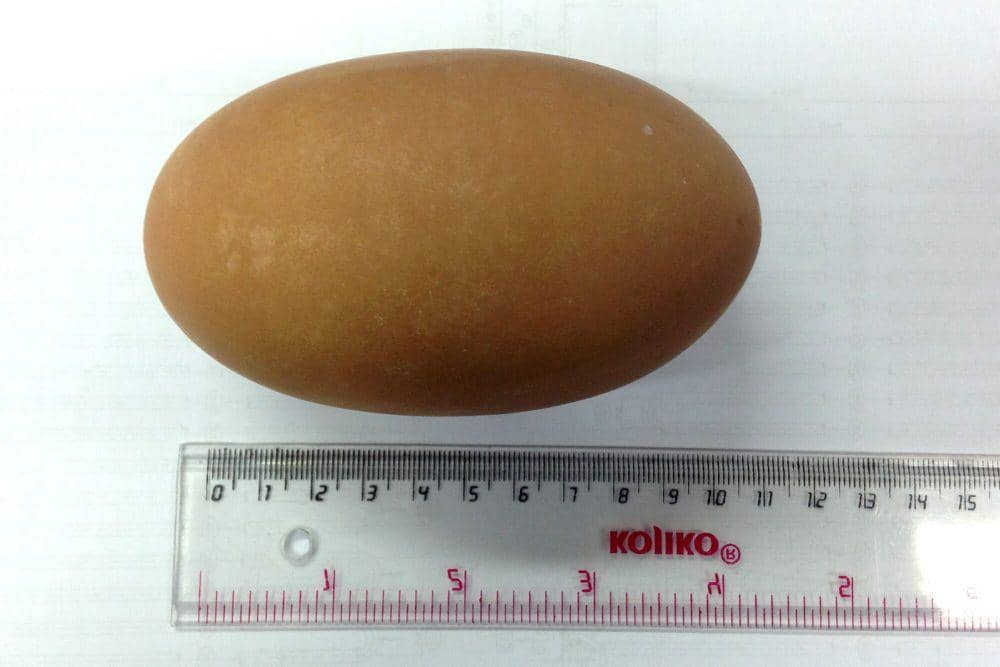 6 Fakta Maleo, Burung Endemik Sulawesi yang Terancam Punah! | IDN Times ...