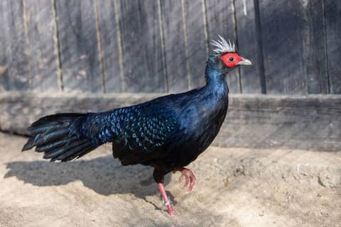Burung Ayam-Ayaman di Asia dengan Status Terancam Punah | IDN Times