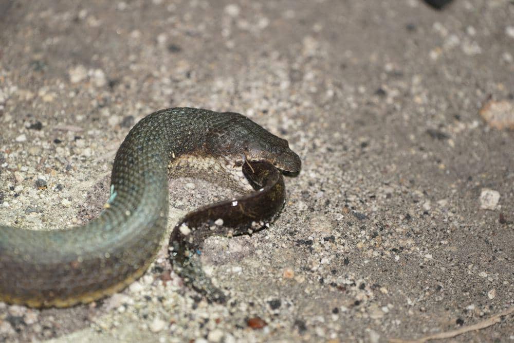 5 Fakta Ular Kadut Payau, Aktif di Malam Hari | IDN Times