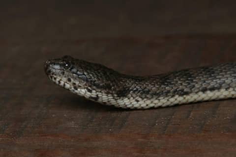 5 Fakta Ular Kadut Payau, Aktif di Malam Hari | IDN Times