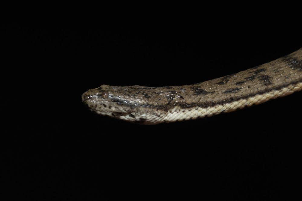 5 Fakta Ular Kadut Payau, Aktif di Malam Hari | IDN Times