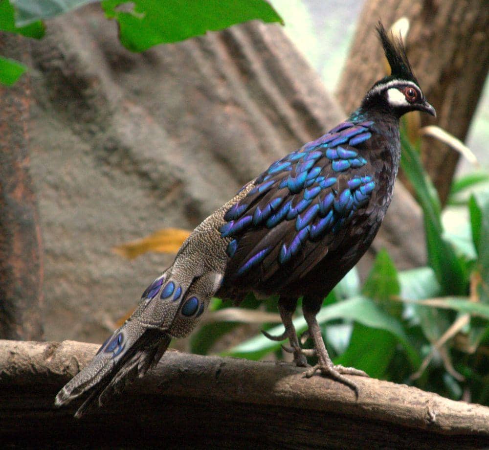 Burung Ayam-Ayaman di Asia dengan Status Terancam Punah | IDN Times