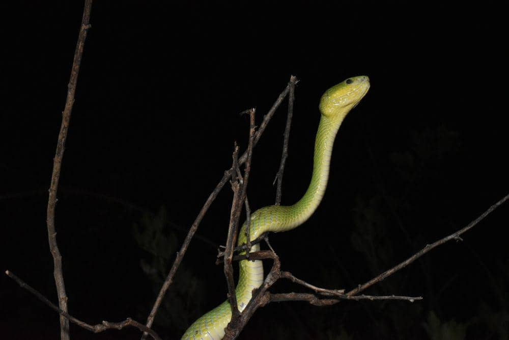 5 Fakta Ular Viper Timur, Ular Cantik Endemik Indonesia | IDN Times