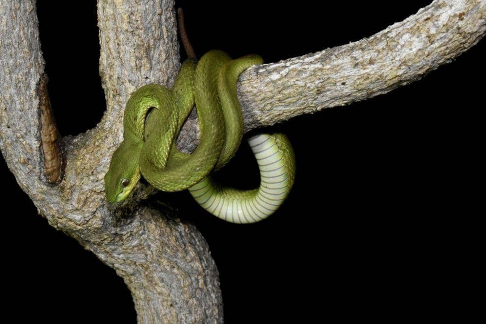 5 Fakta Ular Viper Timur, Ular Cantik Endemik Indonesia | IDN Times