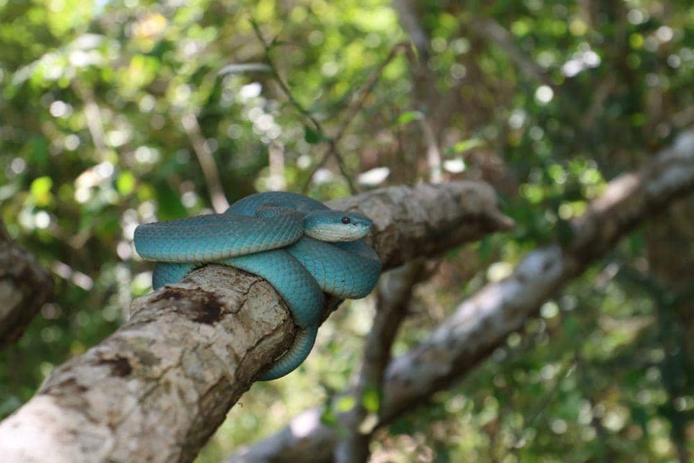 5 Fakta Ular Viper Timur, Ular Cantik Endemik Indonesia | IDN Times