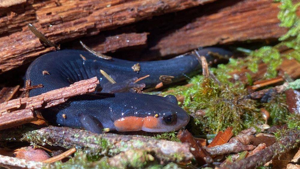 5 Fakta Salamander Pipi Merah, Punya Cara Bernafas Tanpa Par | IDN Times