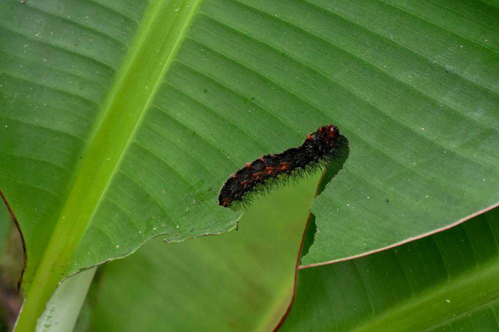 5 Fakta Mengenai Ulat, Hewan yang Bermetamorfosis! | IDN Times