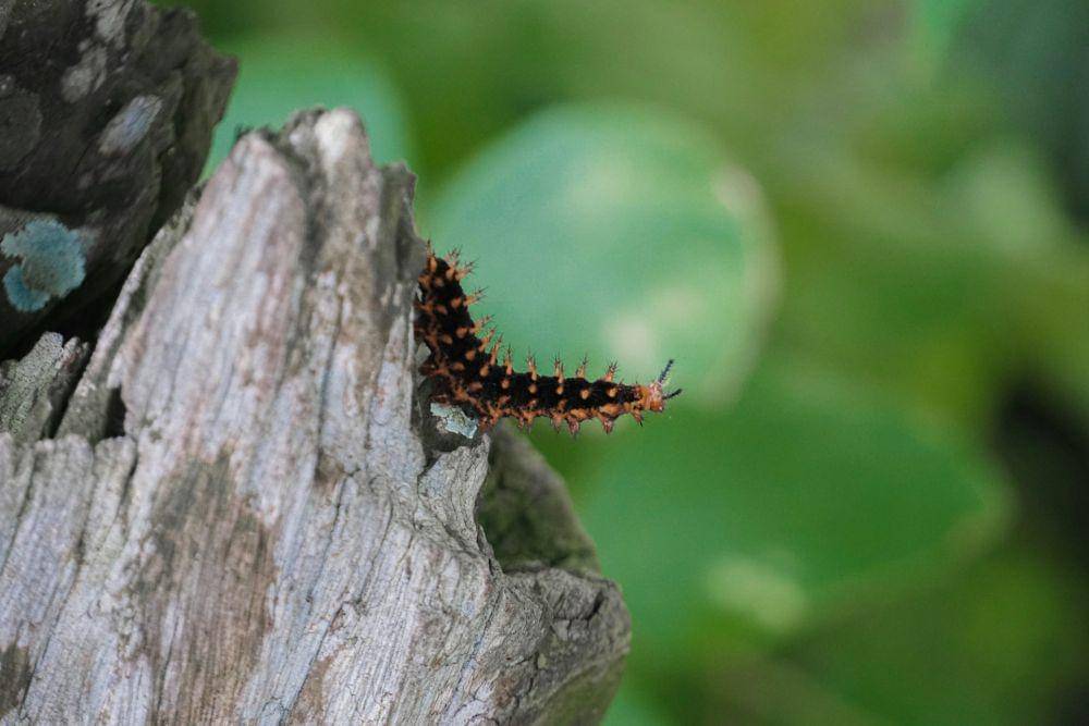 5 Fakta Mengenai Ulat, Hewan yang Bermetamorfosis! | IDN Times