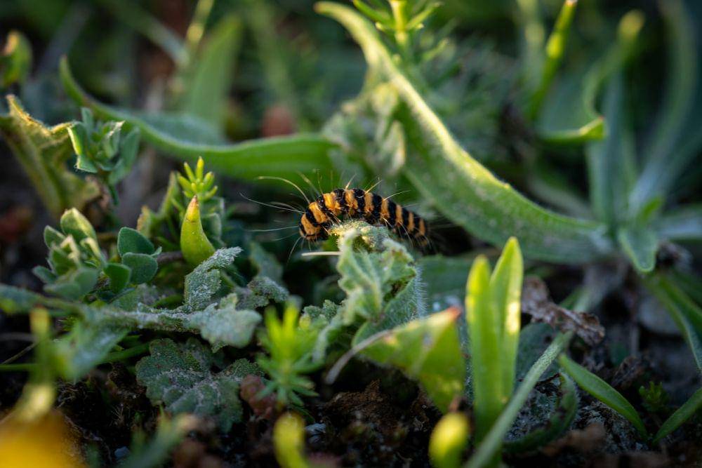 5 Fakta Mengenai Ulat, Hewan yang Bermetamorfosis! | IDN Times