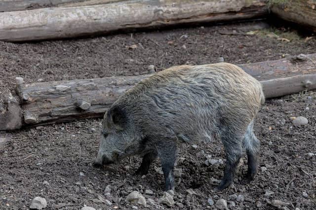 5 Fakta Babi Hutan, Salah Satu Spesies Hewan Invasif | IDN Times