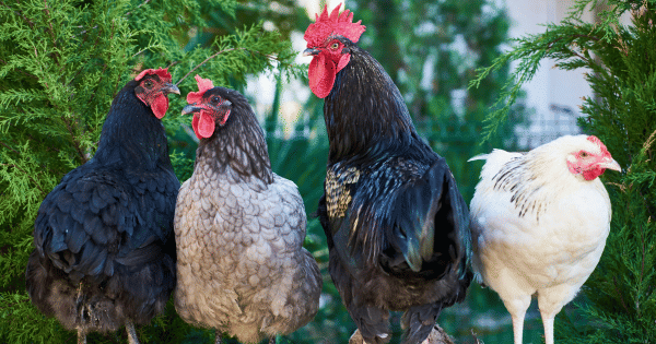 10 Contoh Hewan Ovipar, Sudah Tahu Semuanya? | IDN Times