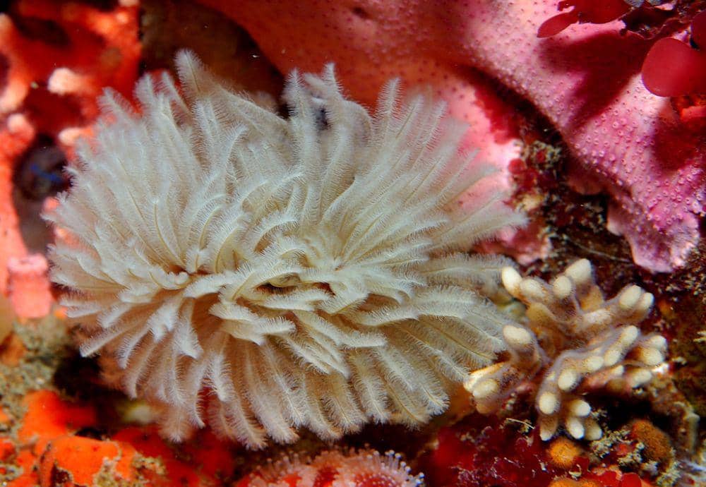 7 Dekomposer Penting di Lautan, Jaga Keseimbangan Ekosistem | IDN Times