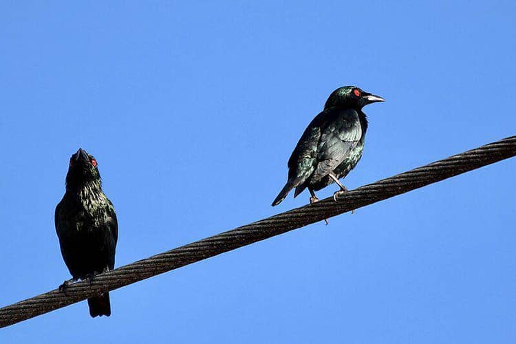 5 Fakta Perling Kumbang, Burung Unik dengan Mata Merah | IDN Times