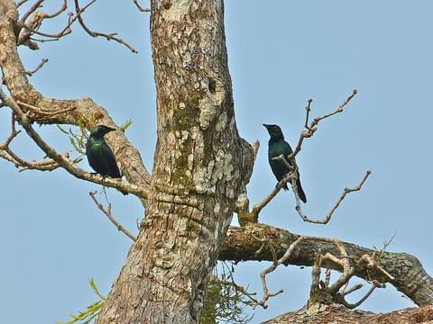 5 Fakta Perling Kumbang, Burung Unik dengan Mata Merah | IDN Times