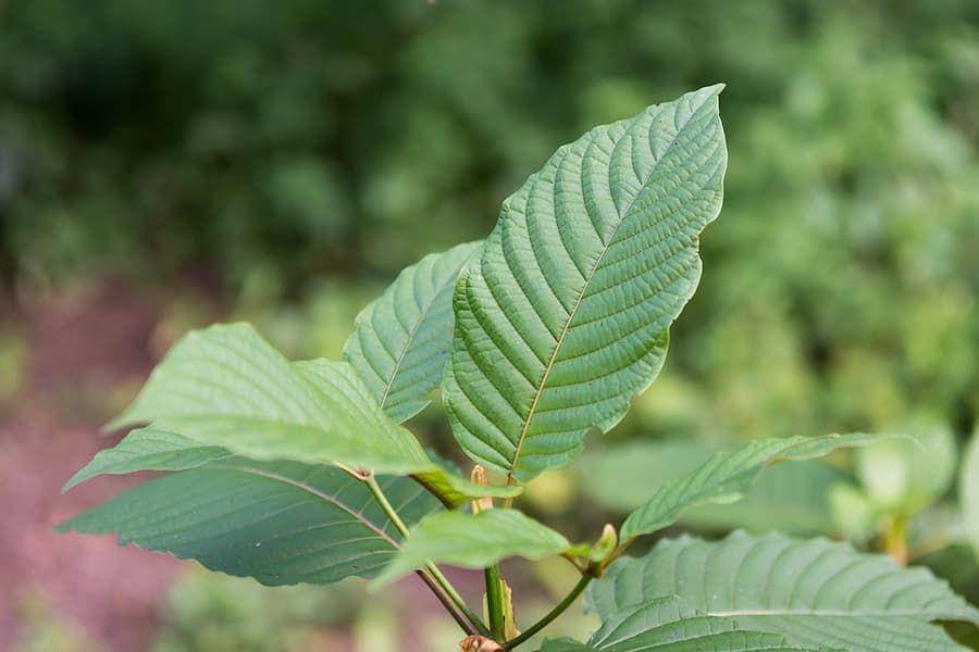 Apa Itu Tanaman Kratom? Ketahui Kegunaan dan Efek Sampingnya | IDN Times