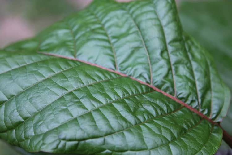 Apa Itu Tanaman Kratom? Ketahui Kegunaan dan Efek Sampingnya | IDN Times